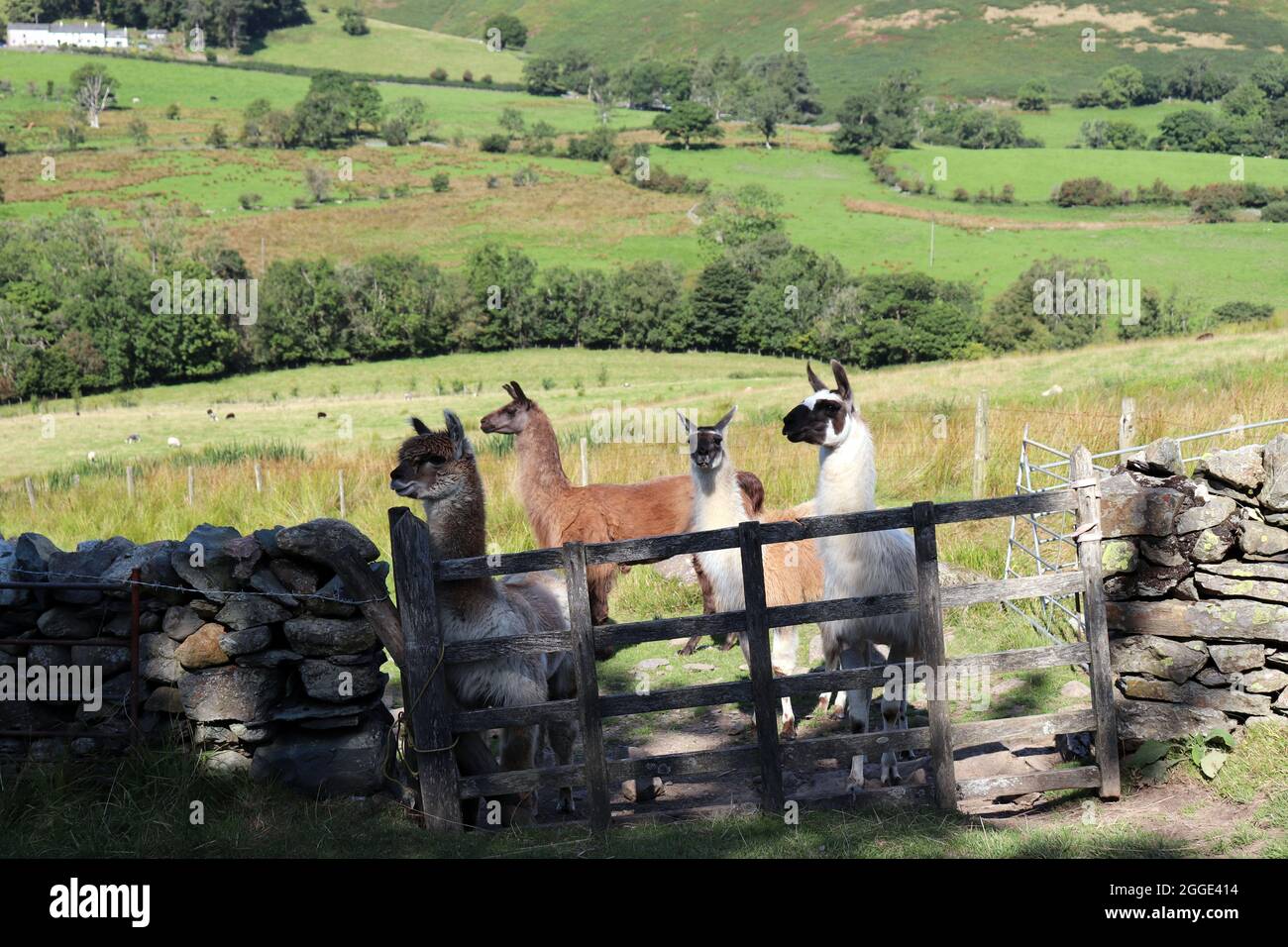 Pleasant farm hi-res stock photography and images - Alamy