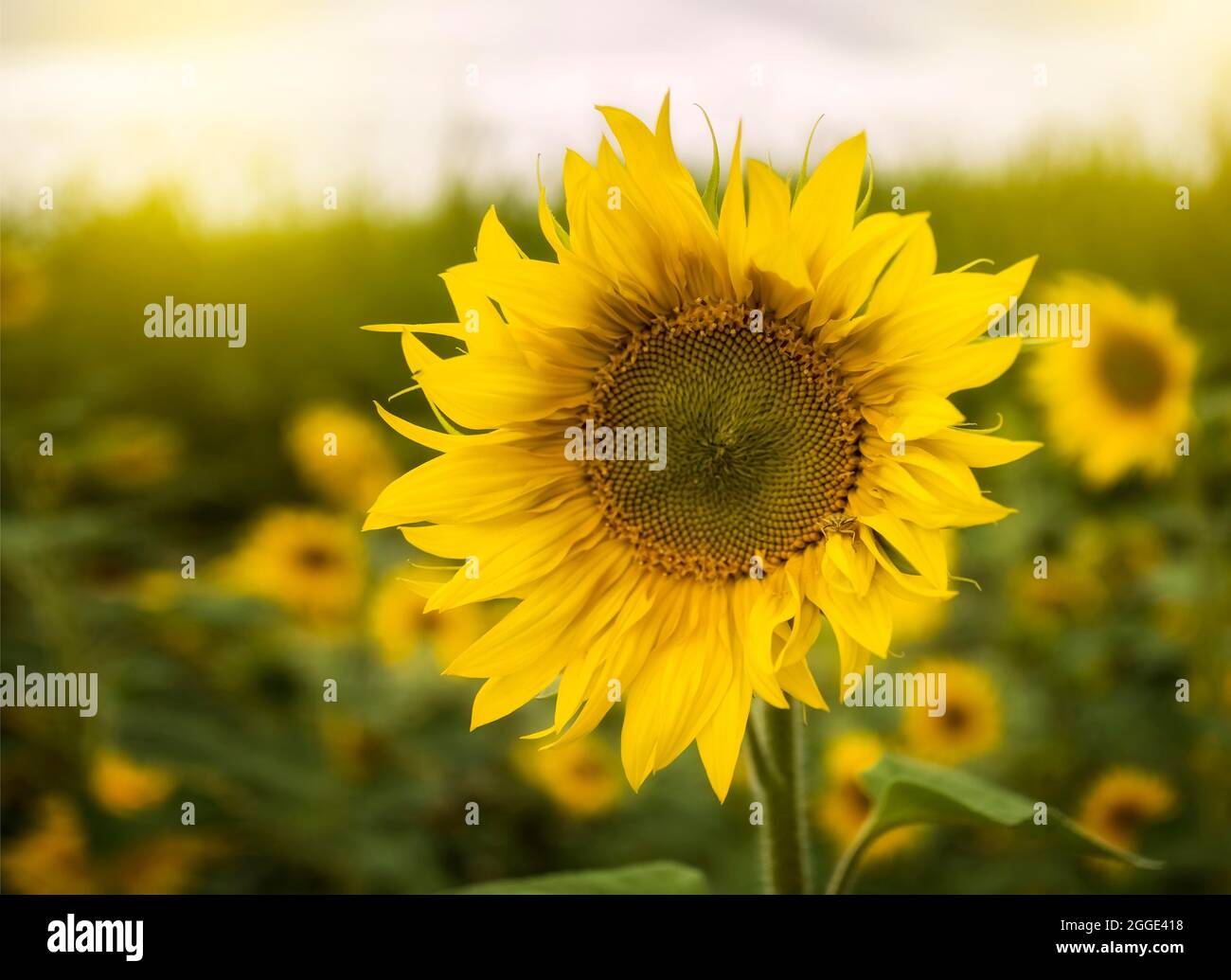 Details of a sunflower, Sunflower natural background. Sunflower blooms ...