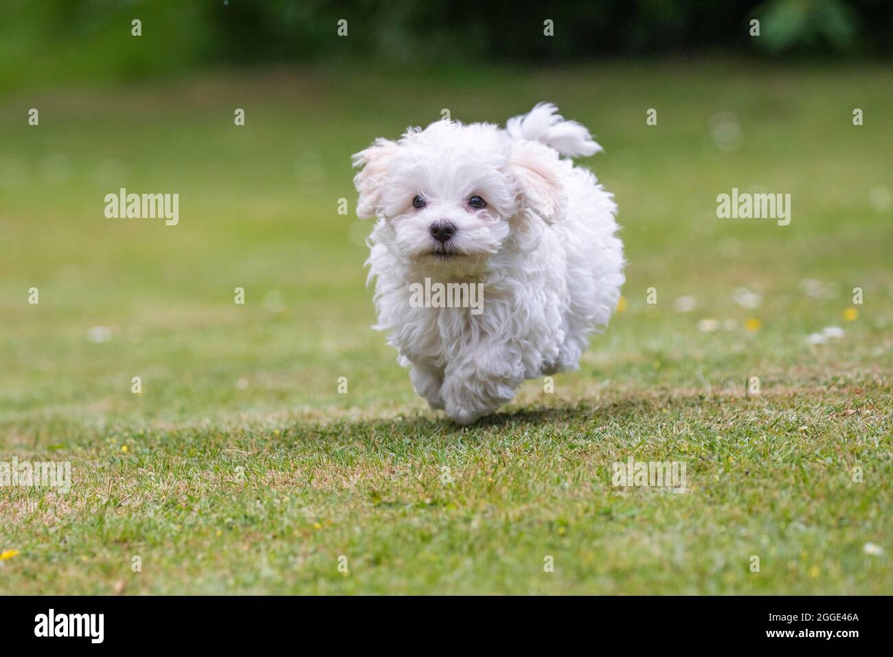 Maltese ethnicity hi-res stock photography and images - Alamy
