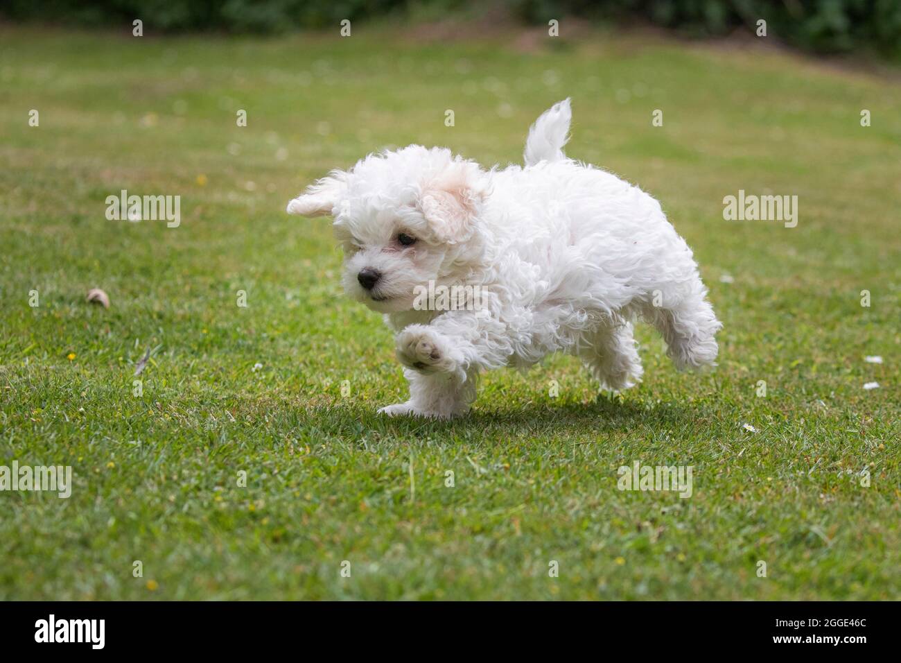 Maltese ethnicity hi-res stock photography and images - Alamy