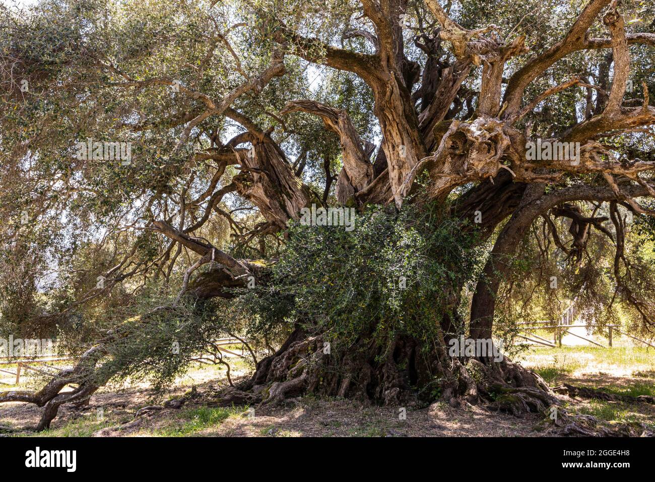 4000-year-old olive tree (Olga europaea) Santo Baltolu di Carina near ...