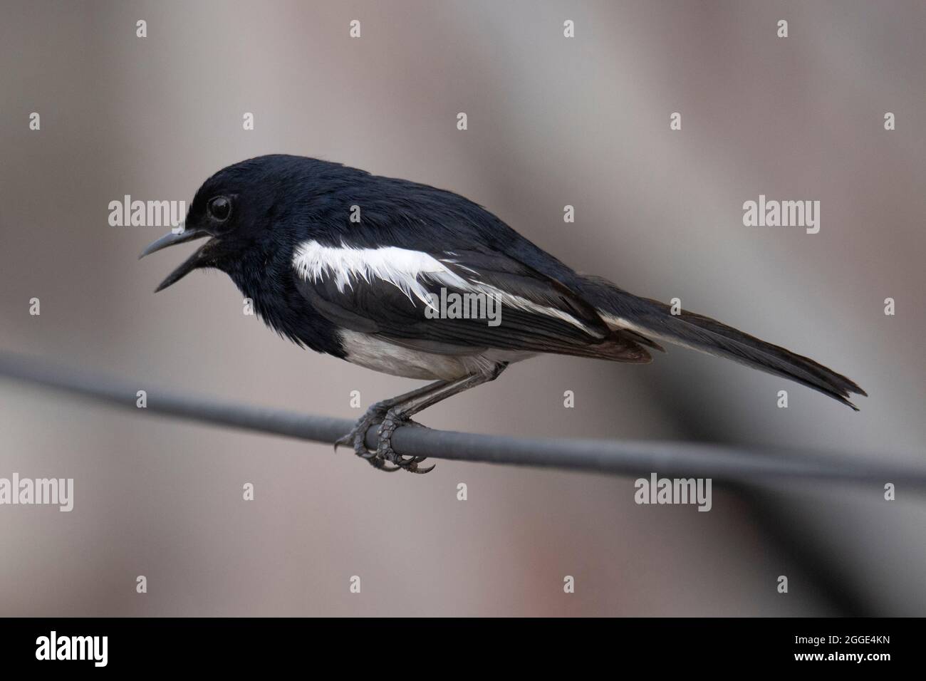 Indian Magpie Robin, Axicoloides fulicatus, male, India Stock Photo - Alamy