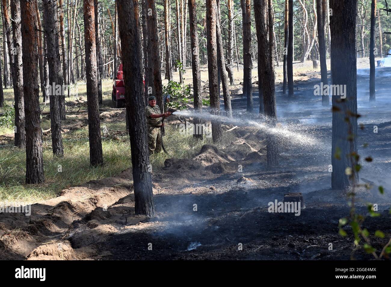 Litter in the forest hi-res stock photography and images - Alamy