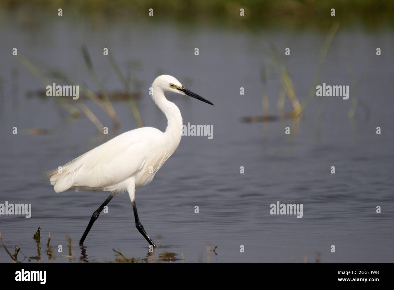 Little egret india hi-res stock photography and images - Alamy