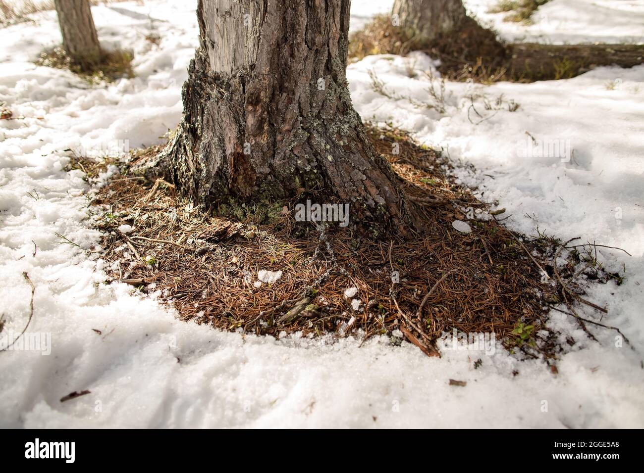 Tree roots snow hi-res stock photography and images - Alamy
