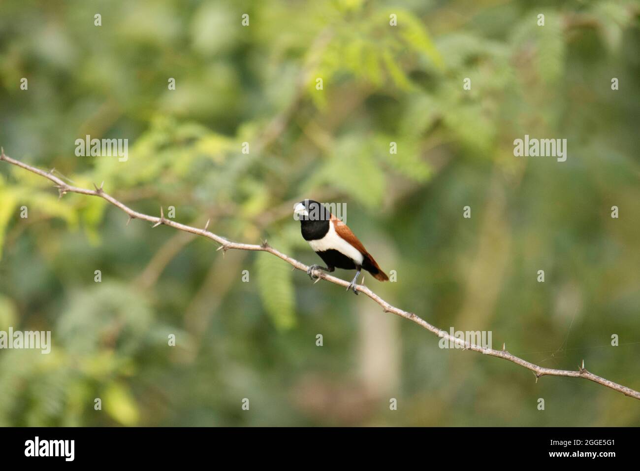 Tricolored munia, Lonchura malacca, India Stock Photo - Alamy