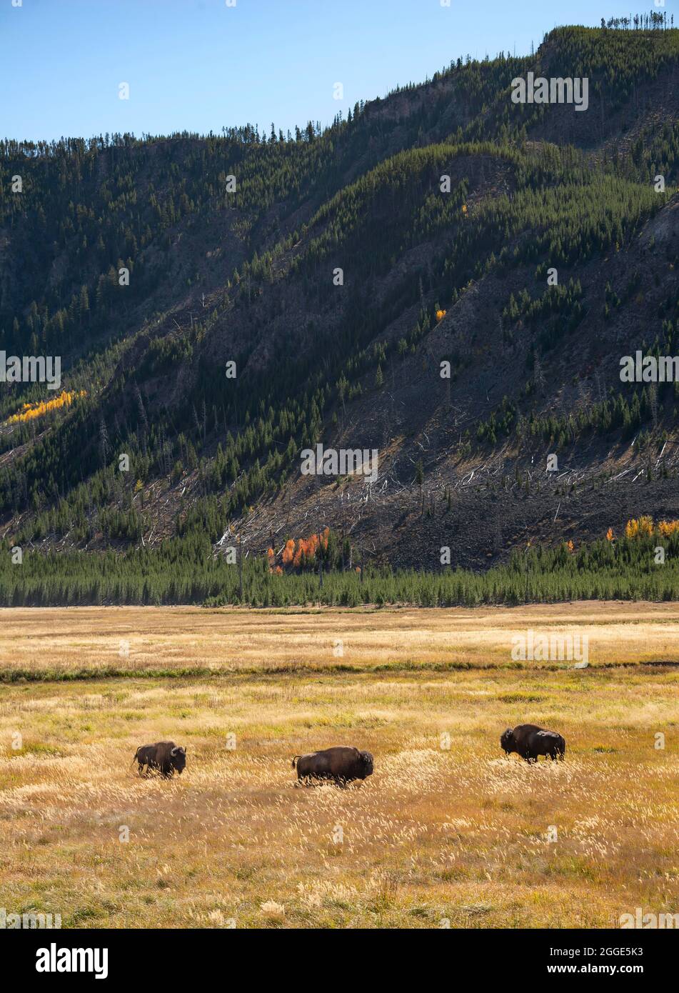 Three bison in tall grass, American Bison (Bison bison), Yellowstone ...