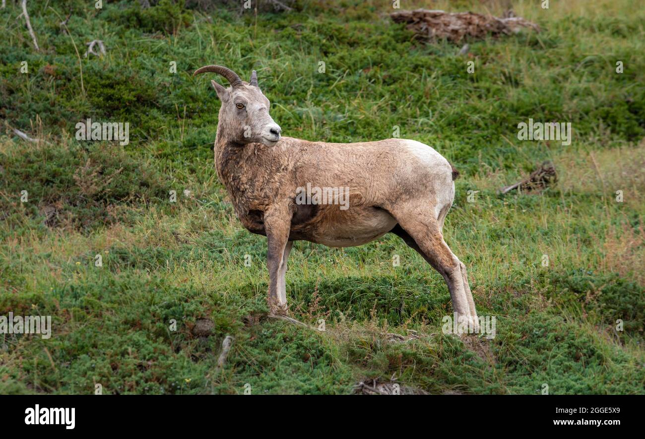 Bighorn sheep (Ovis canadensis), Jasper National Park, British Columbia ...
