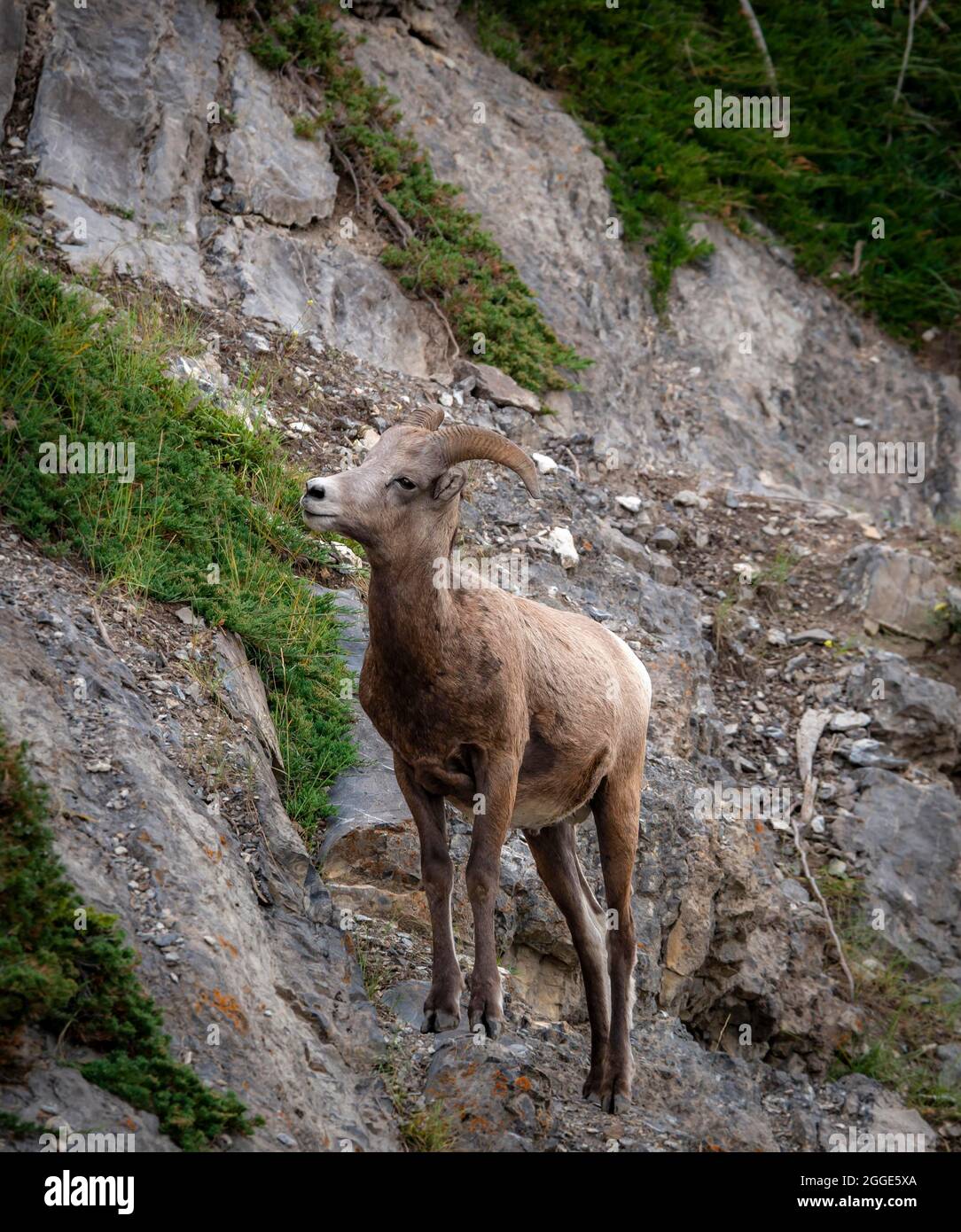 Bighorn sheep (Ovis canadensis) on a rock face, Jasper National Park ...
