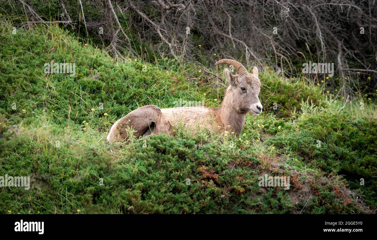 Bighorn sheep (Ovis canadensis) sitting in the grass, Jasper National ...