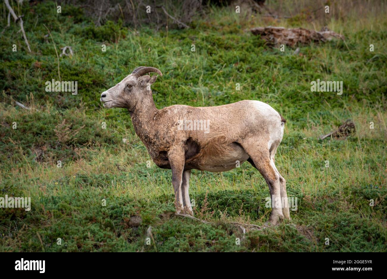 Bighorn sheep (Ovis canadensis), Jasper National Park, British Columbia ...