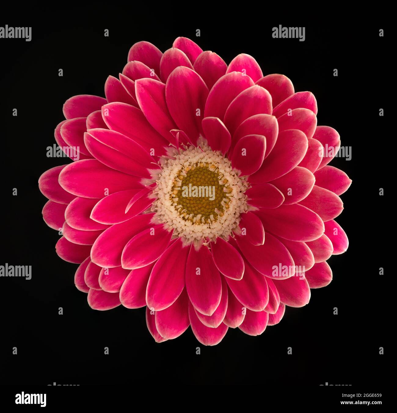 Gerbera Daisy flower head Stock Photo - Alamy