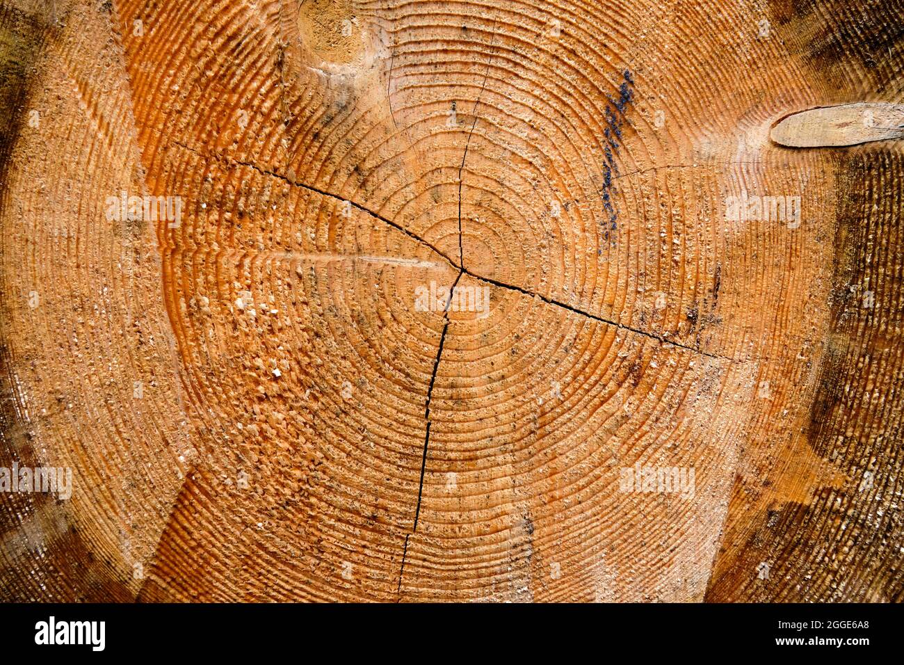 Tree slice with cracks in the wood, background image, Saxony, Germany ...
