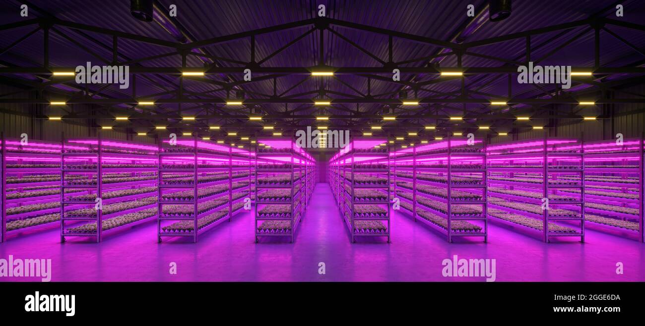 Hydroponic indoor vegetable plant factory in exhibition space warehouse ...