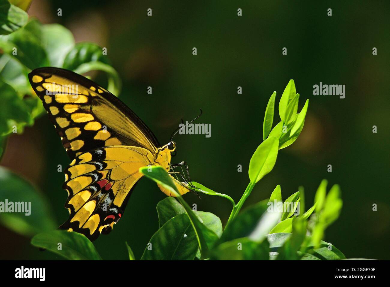 Papilio species hi-res stock photography and images - Alamy