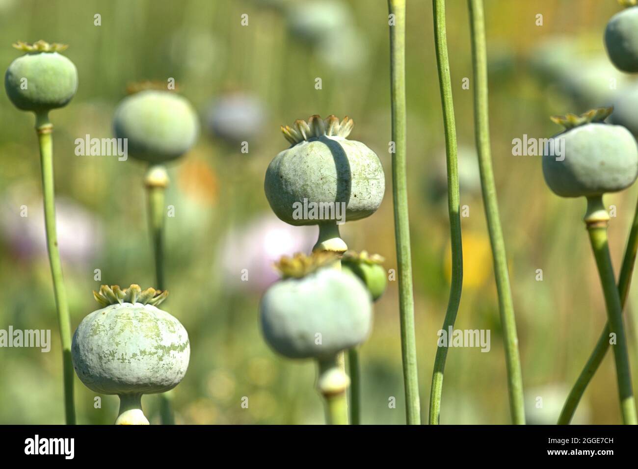 Order of ranunculales hi-res stock photography and images - Alamy