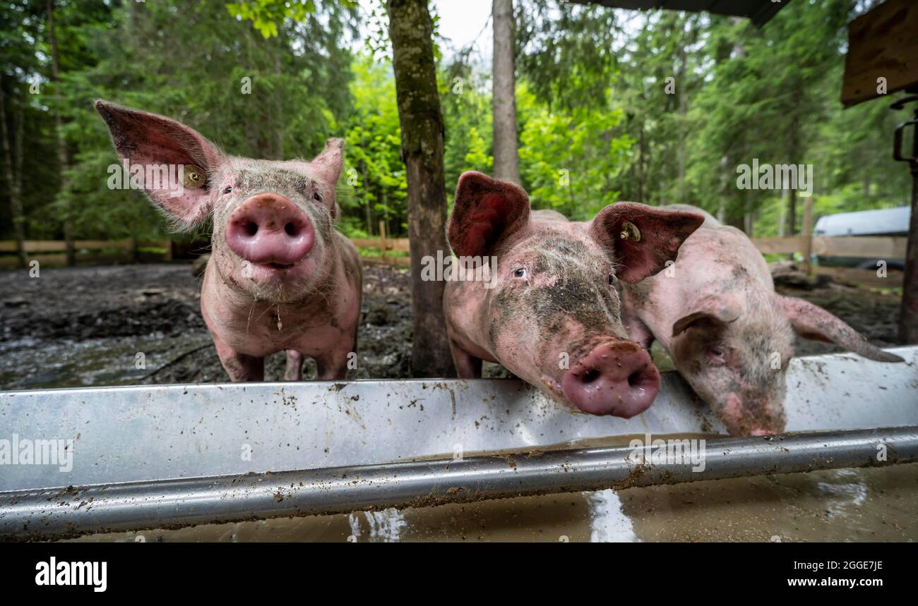 Domestic Pigs (Sus scrofa domesticus) at a trough in an outdoor ...