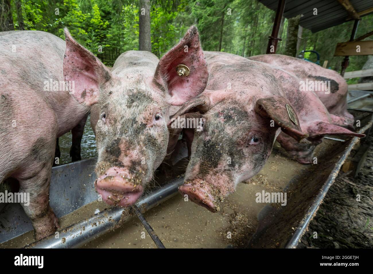 Domestic Pigs (Sus scrofa domesticus) at a trough in an outdoor ...