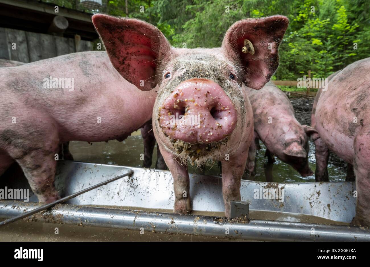 Domestic Pigs (Sus scrofa domesticus) at a trough in an outdoor ...
