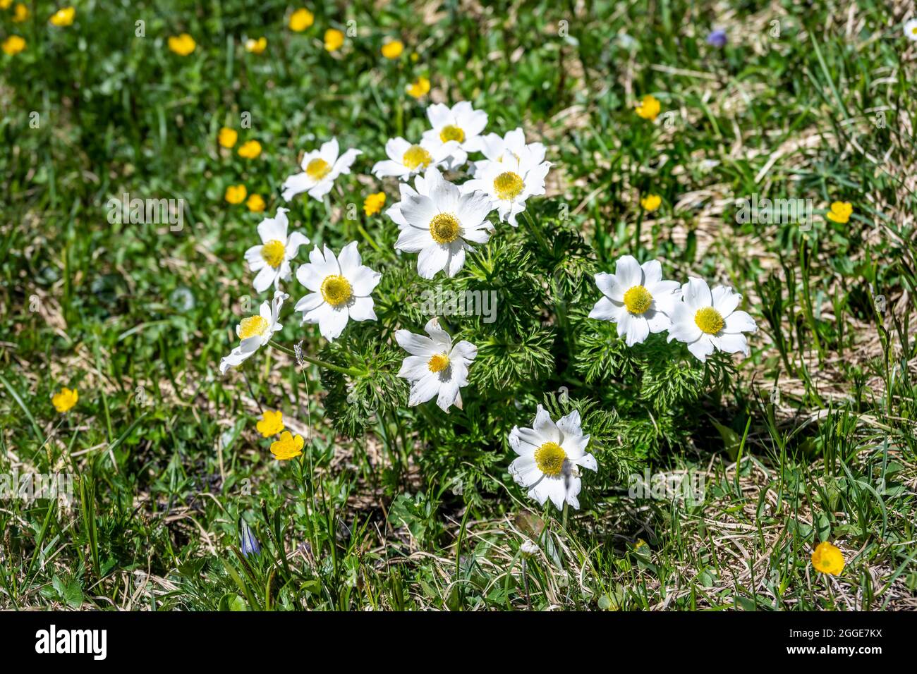 Alpine pasque flower hi-res stock photography and images - Alamy
