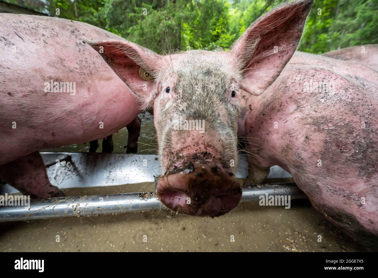 Domestic Pigs (Sus scrofa domesticus) at a trough in an outdoor ...