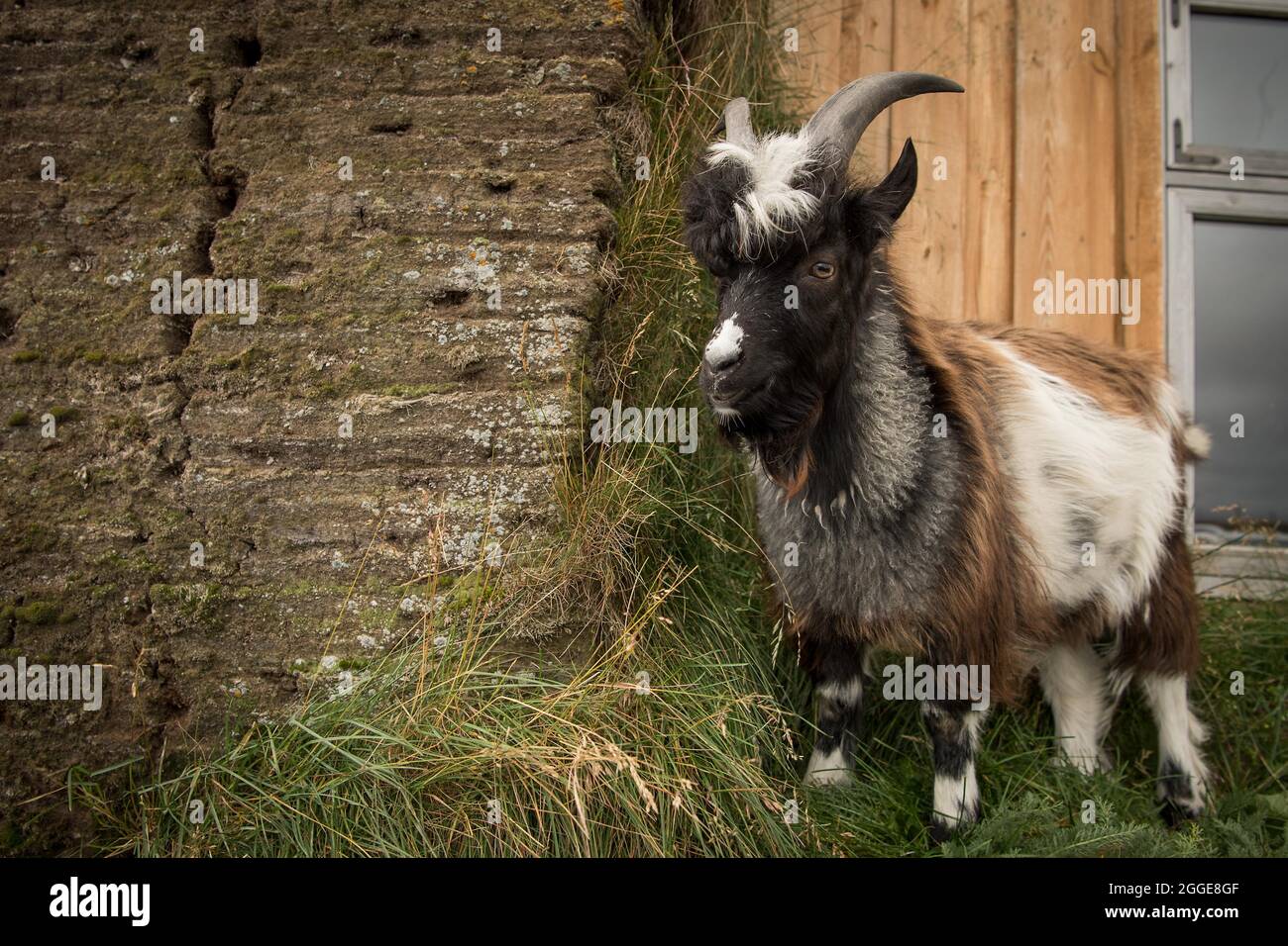 Billy goat, peat house, Moeorudalur, Northern Iceland, Iceland Stock ...