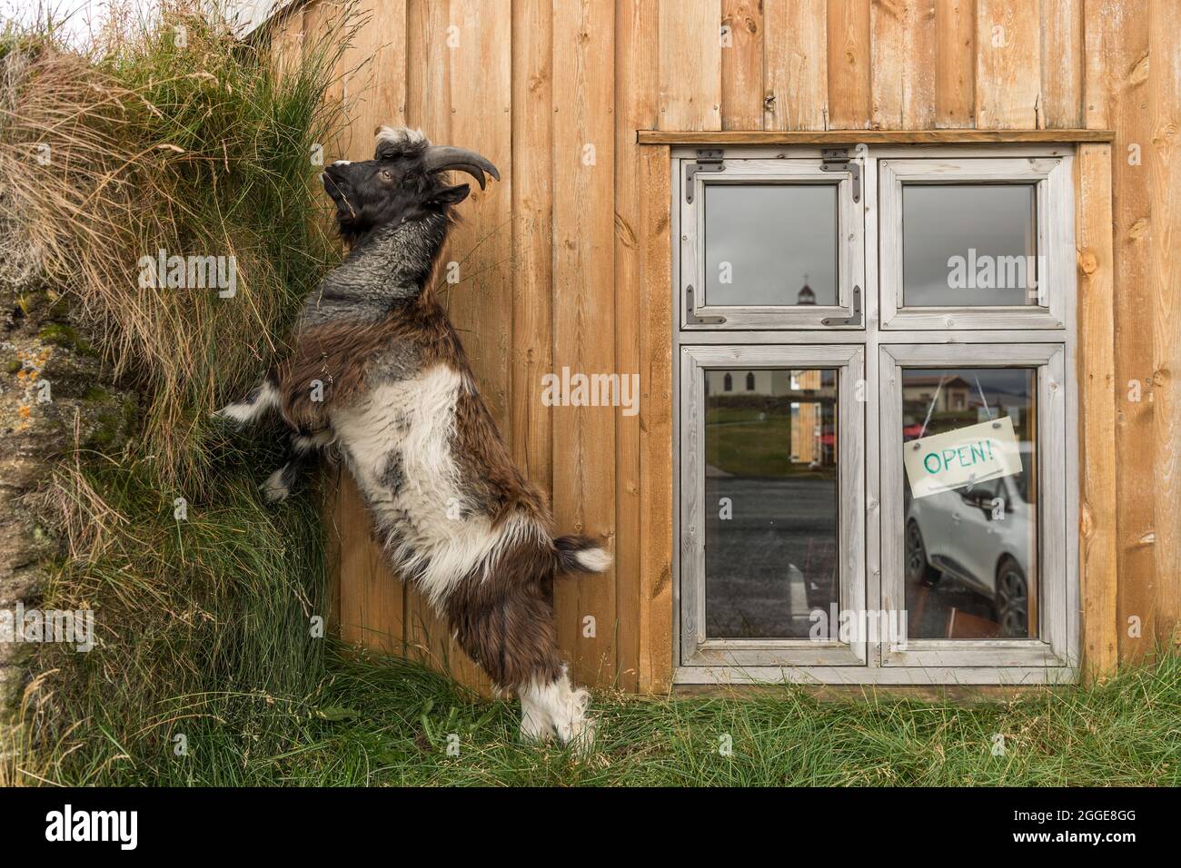 Billy goat, peat house, Moeorudalur, Northern Iceland, Iceland Stock ...