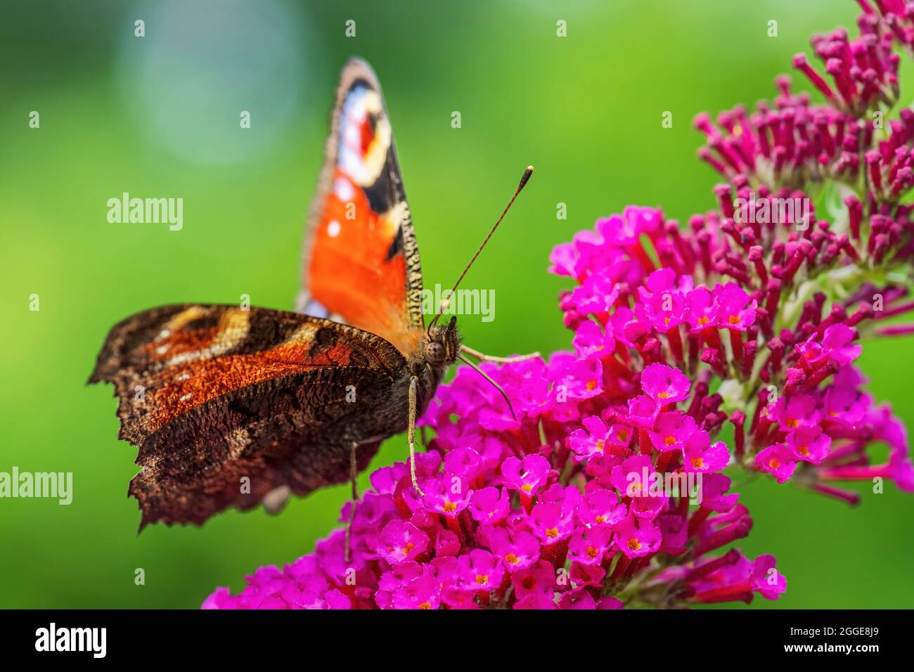 Peacock Butterfly - Inachis io, beautiful colored brushfoot butterfly ...