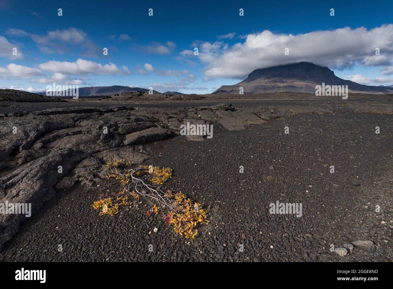 Arctic willow (Salix arctica) or Arctic willow, lava desert, in the ...