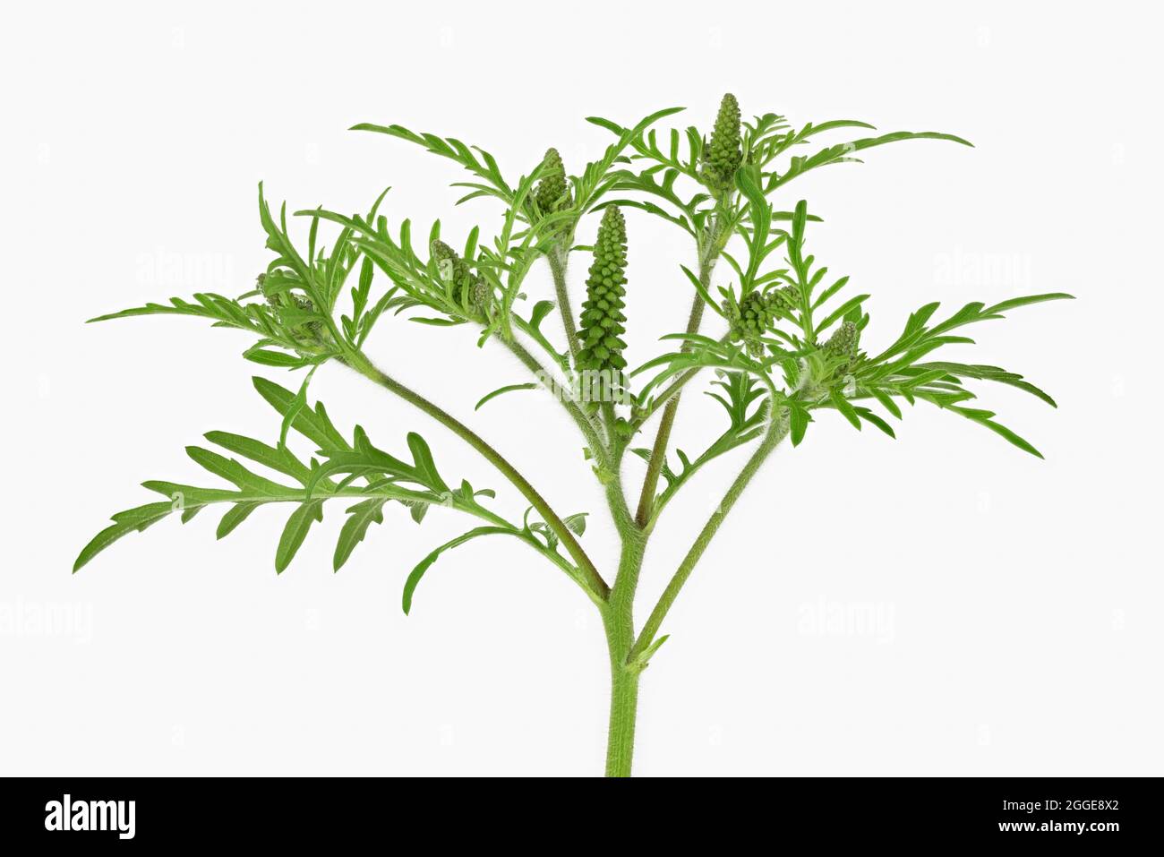 Common Ragweed (Common Ragweed), plant, leaf, bud, North America ...