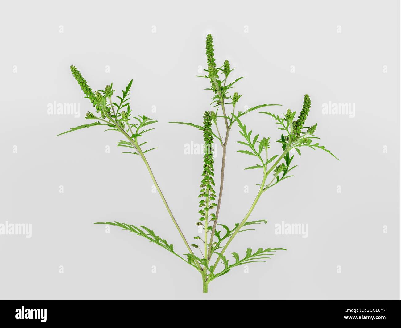Common Ragweed (Common Ragweed), plant, leaf, bud, North America ...