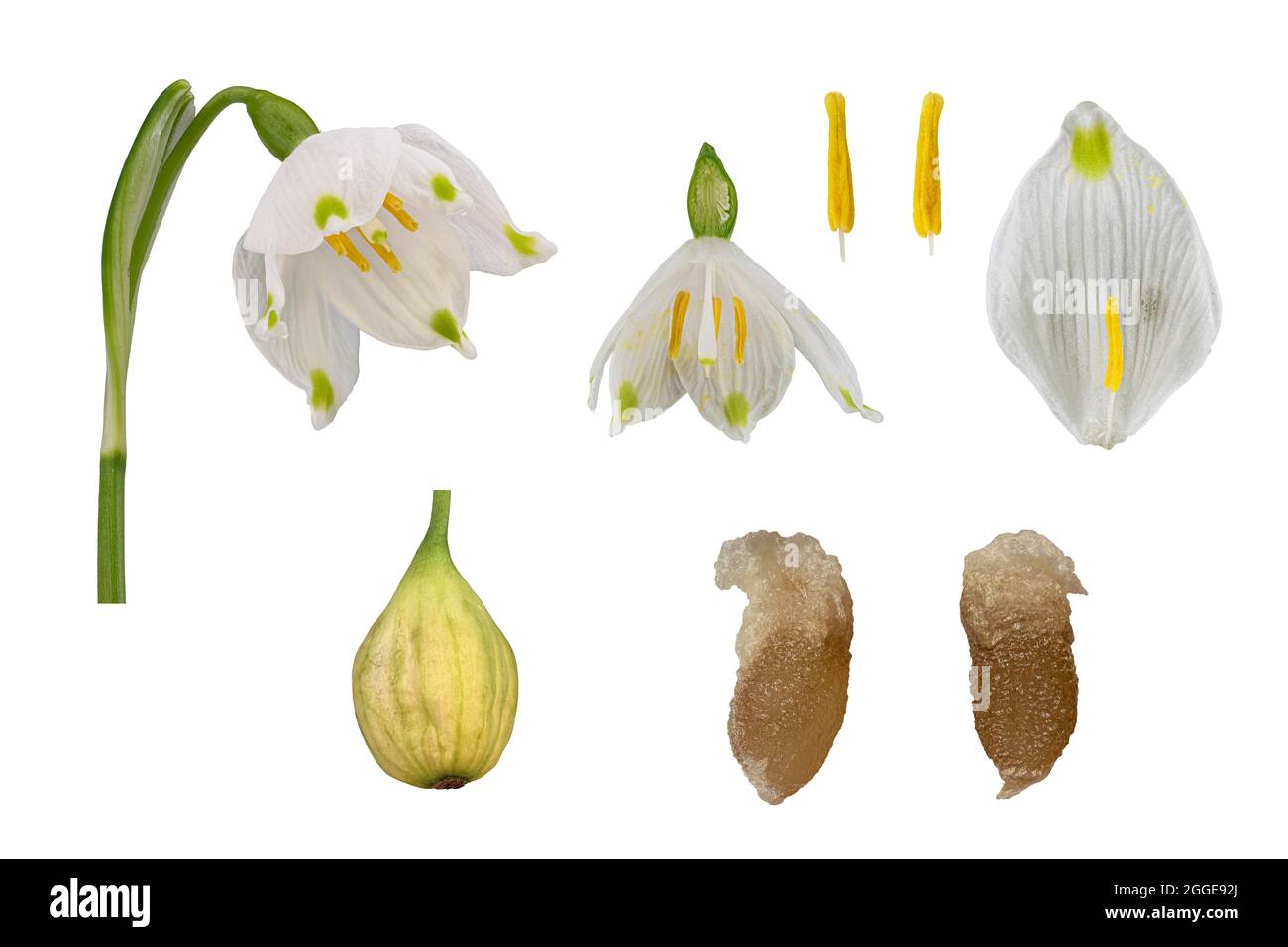 Spring snowflake (Leucojum vernum), flower, flower cut open, ovary ...