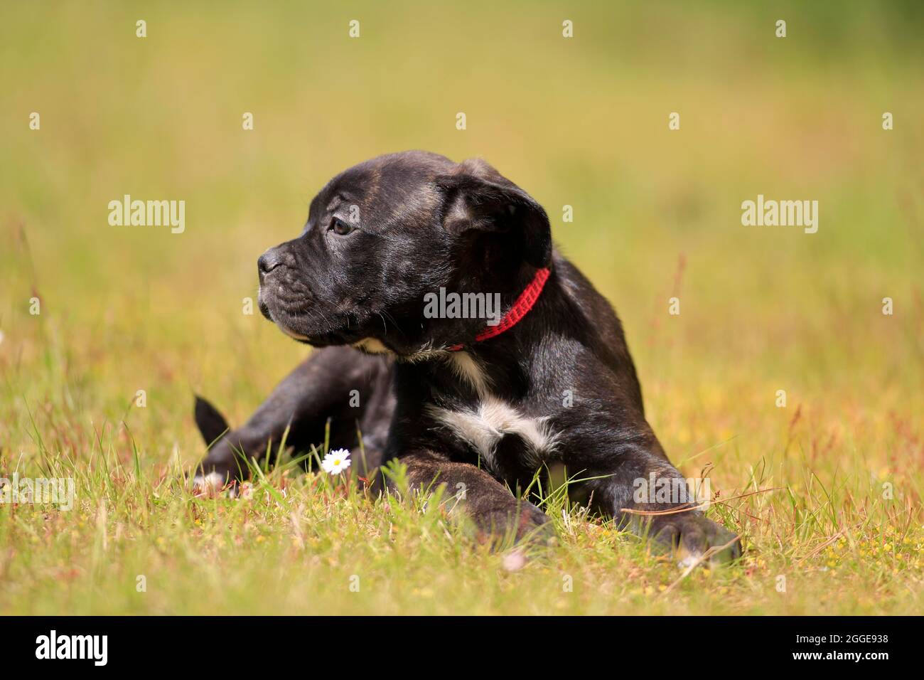 Cane Corso Boxer mix Domestic dog (Canis lupus familiaris), puppy lying ...