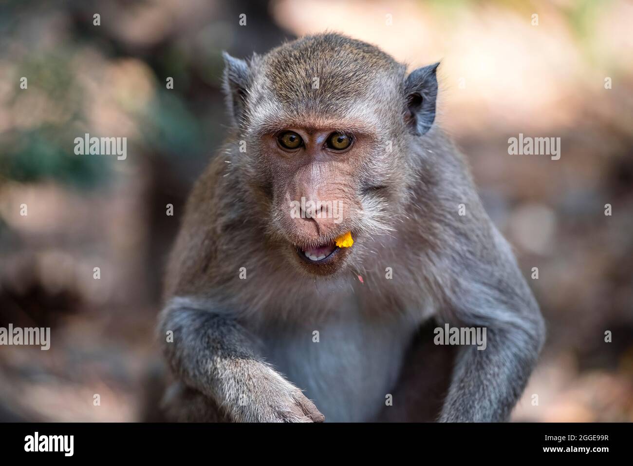 Crab eating macaque (Macaca fascicularis) or Javan monkey, eats flowers ...
