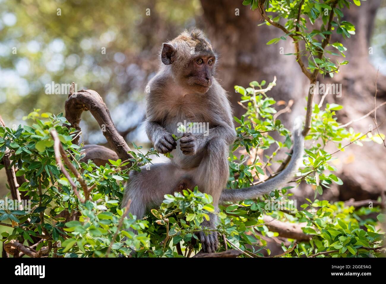 Crab eating macaque (Macaca fascicularis) or Javan monkey, sitting in ...