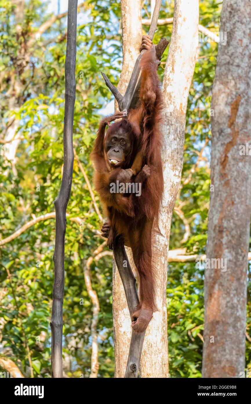 Bornean orangutan (Pongo pygmaeus) climbing tree, Tanjung Puting ...