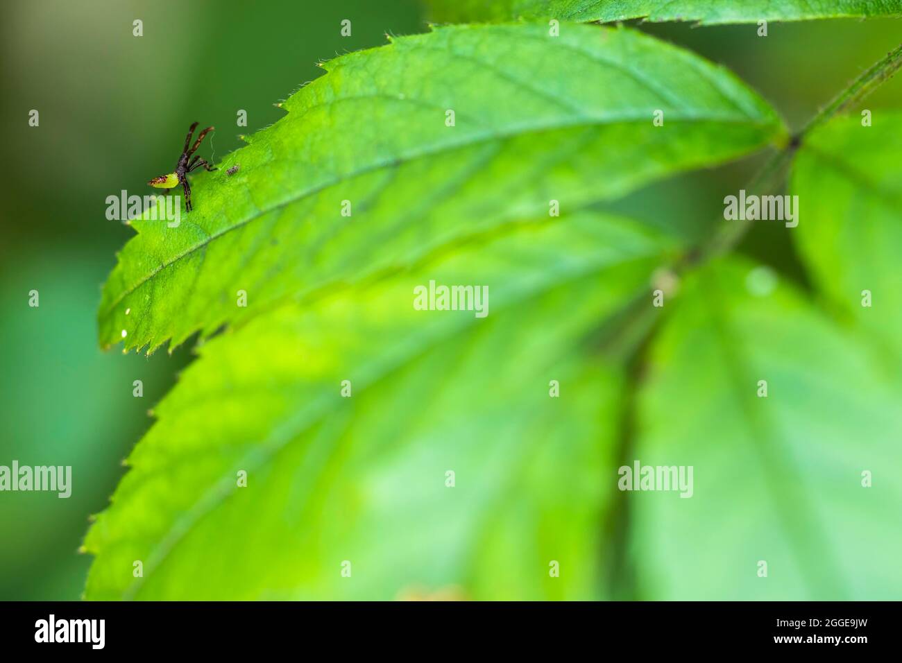 Box bug (Gonocerus acuteangulatus), freshly hatched larva on rose leaf ...