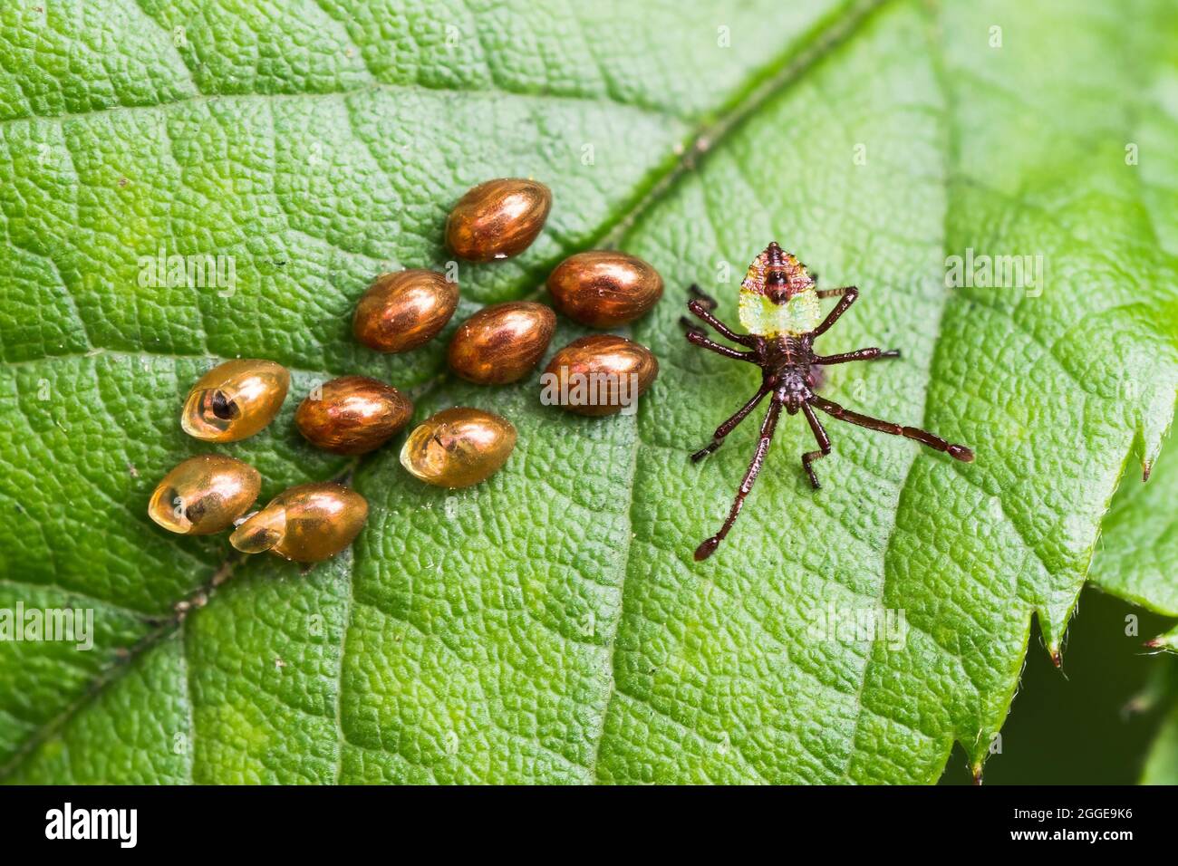 Box bug (Gonocerus acuteangulatus), eggs and freshly hatched larvae on ...