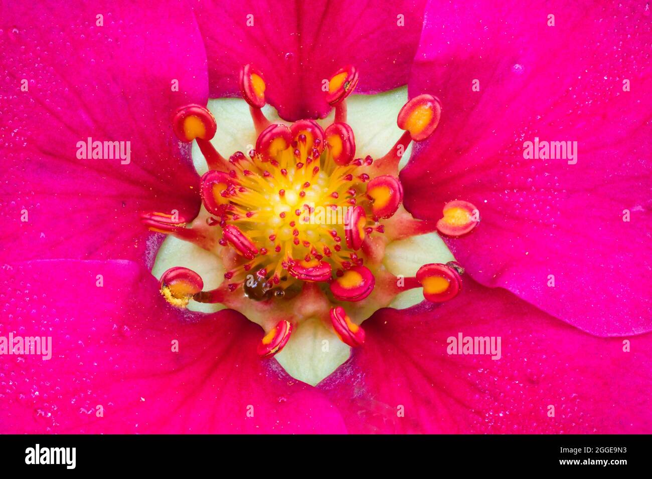 Close up strawberry flower in hi-res stock photography and images - Alamy