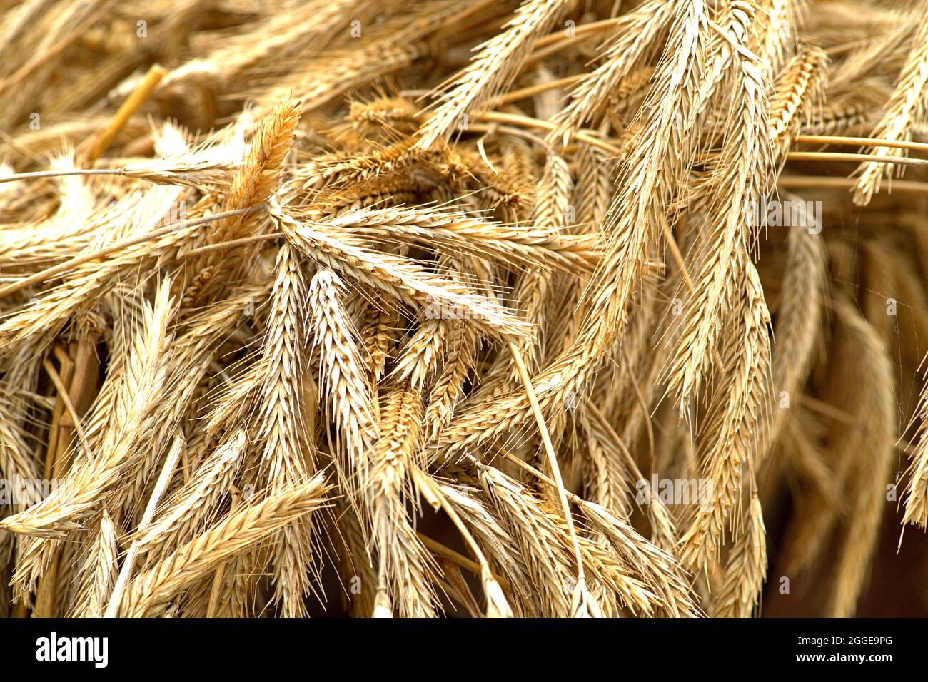 Tribe triticeae hi-res stock photography and images - Alamy