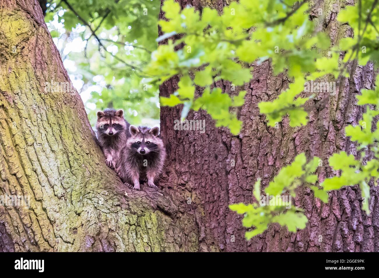 Raccoons (Procyon lotor), female with young on Oak (Quercus), Hesse ...