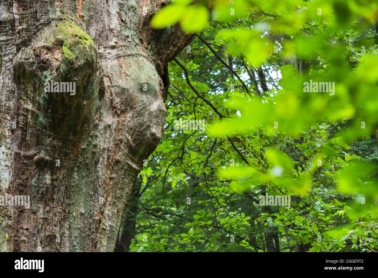 Face-like growth on an oak (Quercus robur) trunk, Hesse, Germany Stock ...