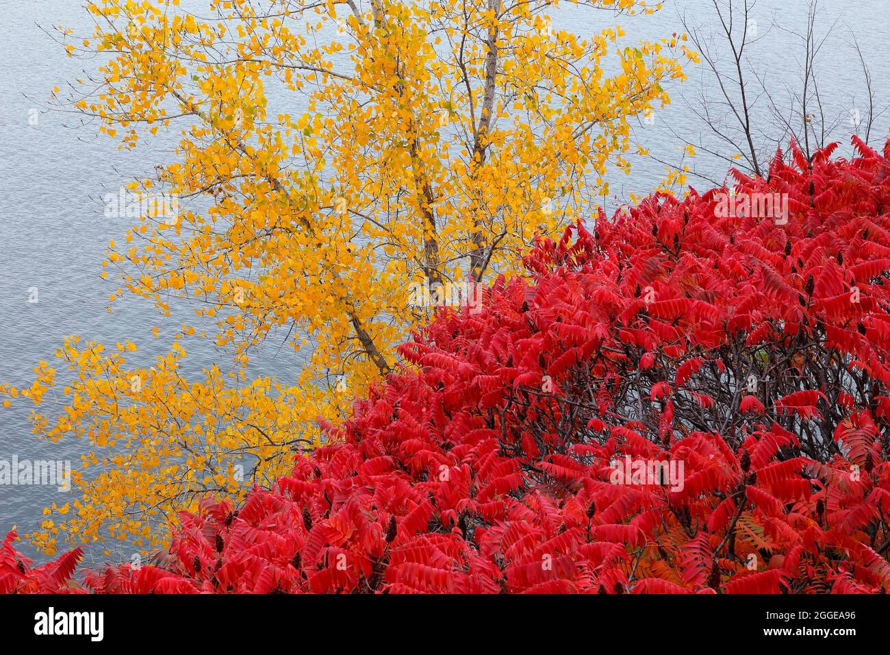 Quebec autumn colors hi-res stock photography and images - Alamy
