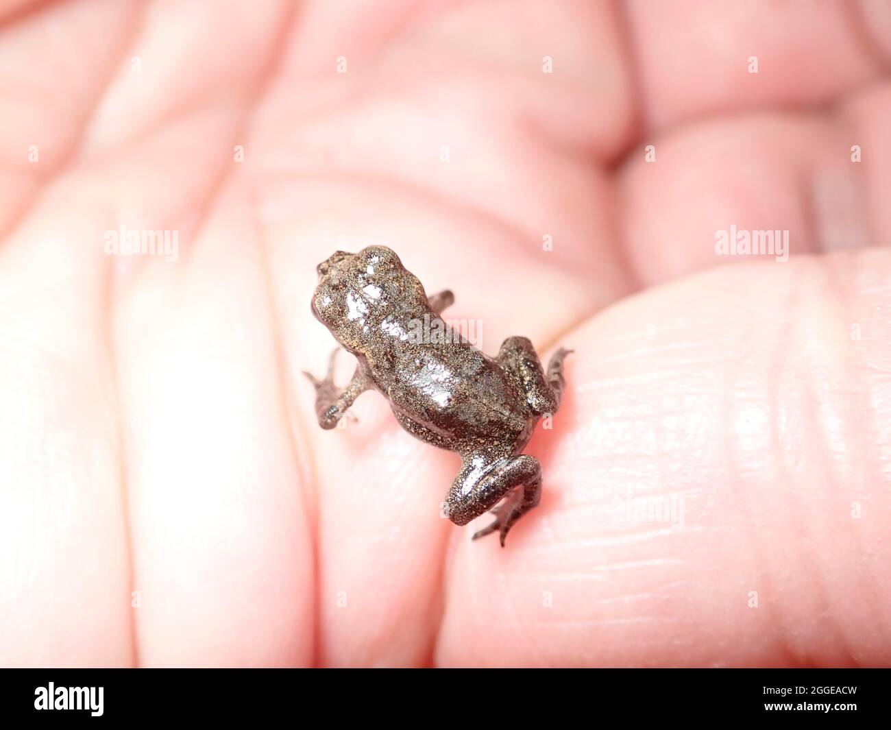 Small Common frog (Rana temporaria) on the hand of a human, after ...