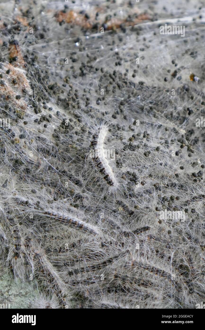 Oak Processionary Moth (Thaumetopoea processionea) caterpillars, nest ...