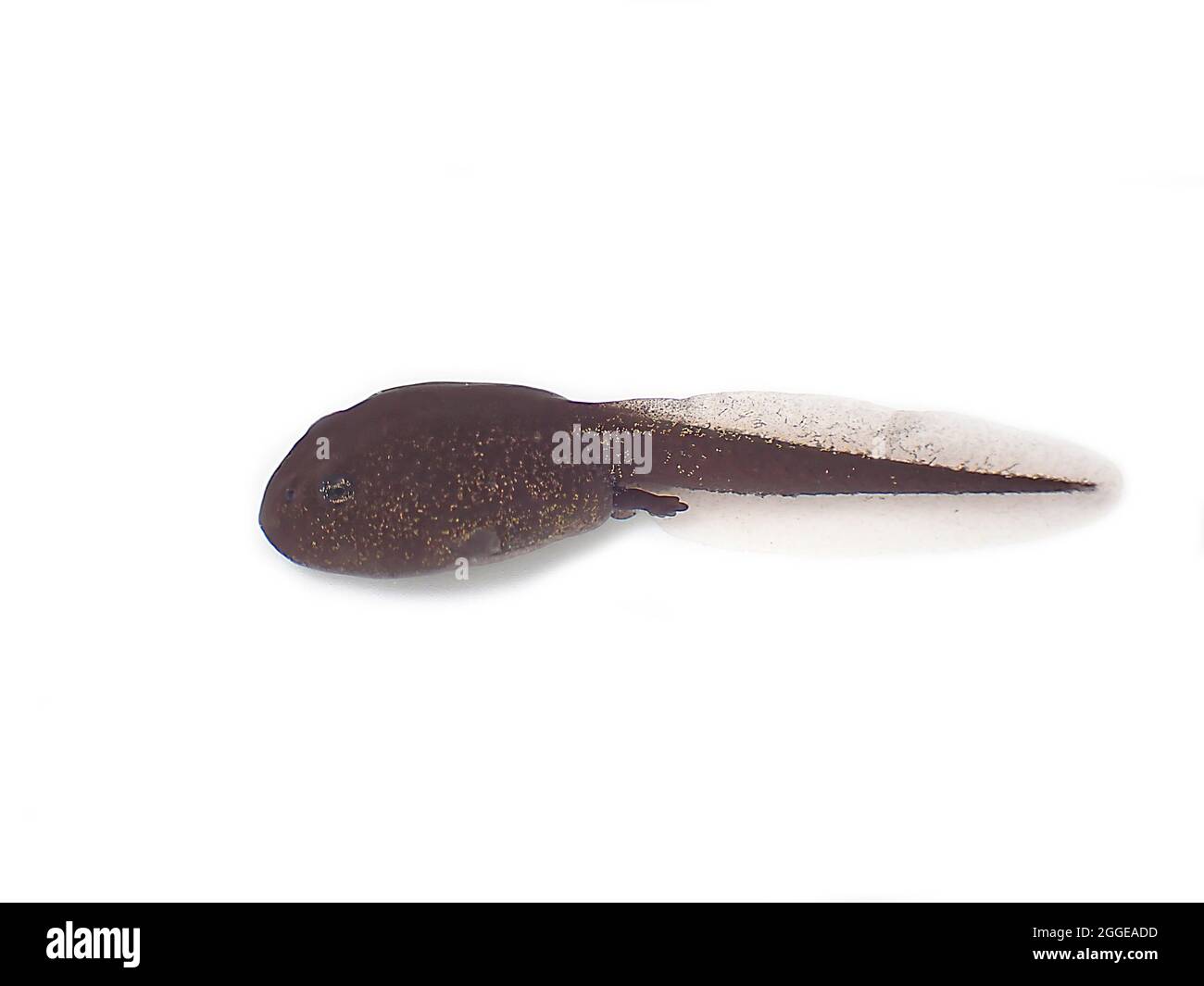 Tadpole with hind legs Cut Out Stock Images & Pictures - Alamy