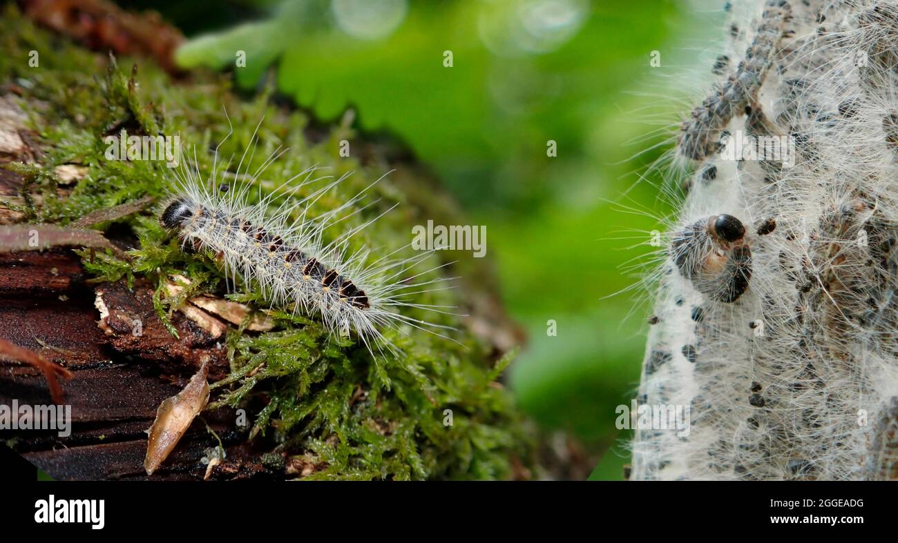 Caterpillars of the Oak Processionary Moth (Thaumetopoea processionea ...