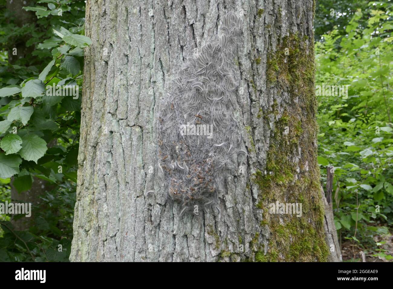 Oak Processionary Moth (Thaumetopoea processionea) caterpillars, nest ...