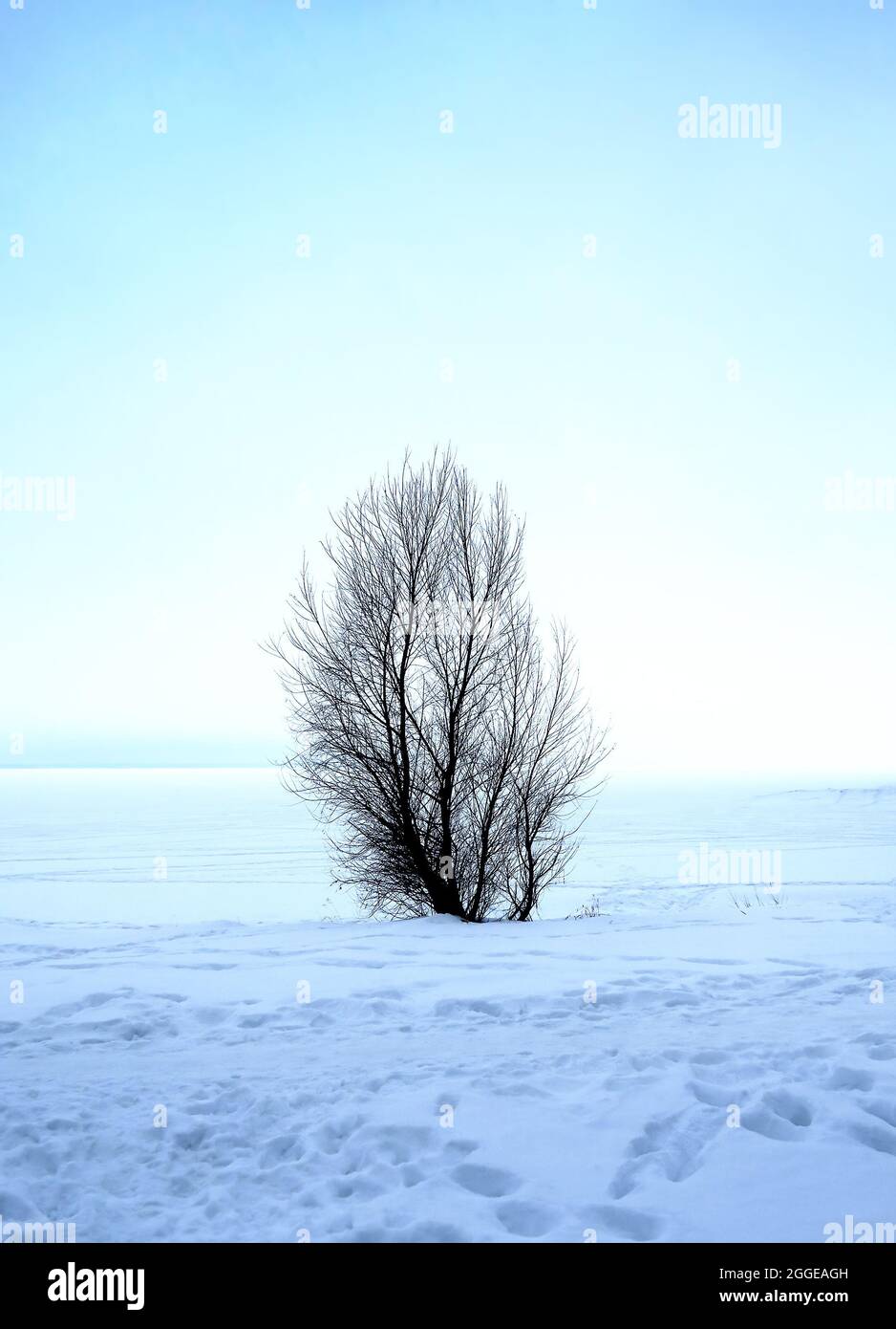 View in the tree top of an old single tree hi-res stock photography and ...
