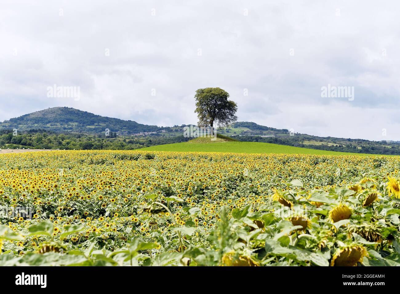 Sunflowers fiels hi-res stock photography and images - Alamy